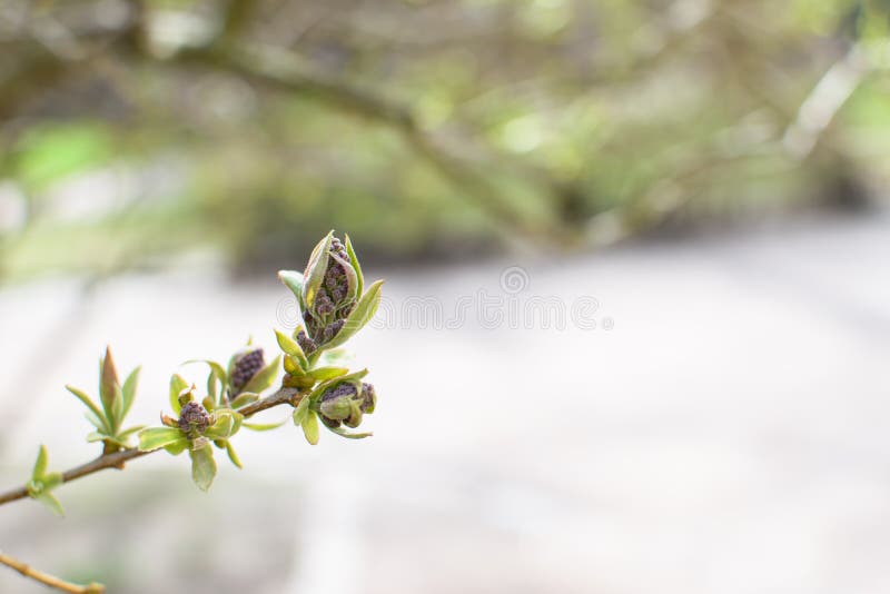 Young bud of a rowan tree. stock photo. Image of background - 149220476