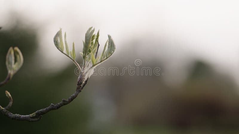 Young Buds on Branch in Spring Stock Photo - Image of botany, outdoor ...