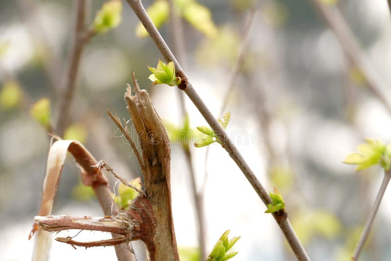 Young Buds Sprouting from the Stem. Stock Photo - Image of environment ...