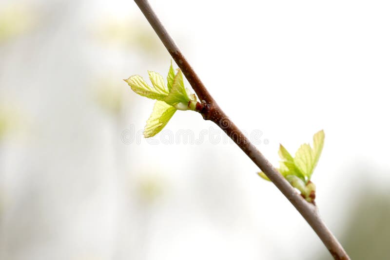Young buds on branches stock image. Image of environment - 115117393