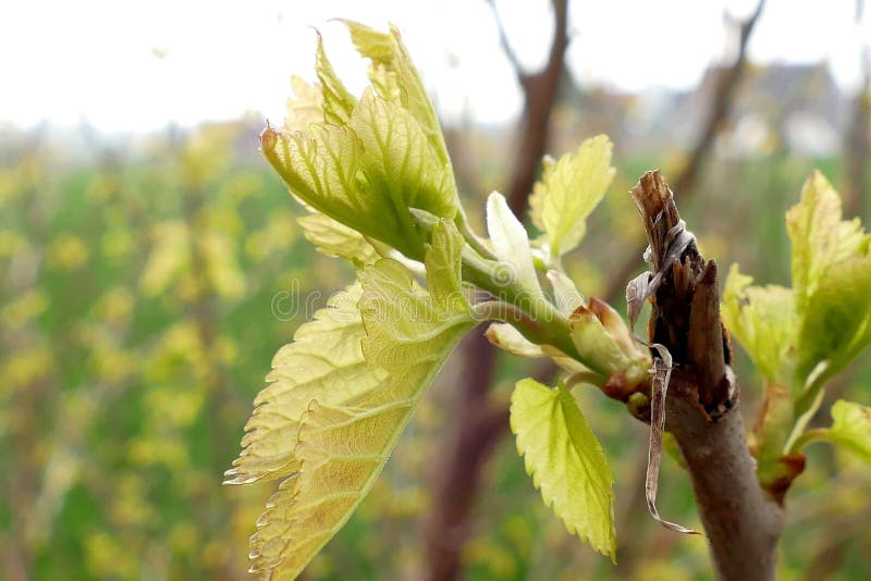 Young buds on branches stock image. Image of plant, isolated - 115117433