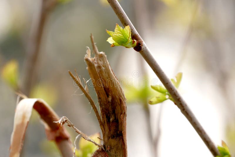 Young Buds Sprouting from the Stem. Stock Photo - Image of environment ...