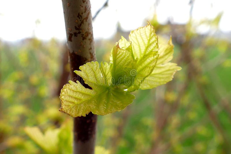 Young Buds Sprouting from the Stem. Stock Photo - Image of environment ...