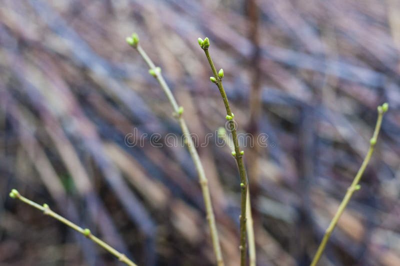 Young buds of bush stock image. Image of botany, focus - 112564857