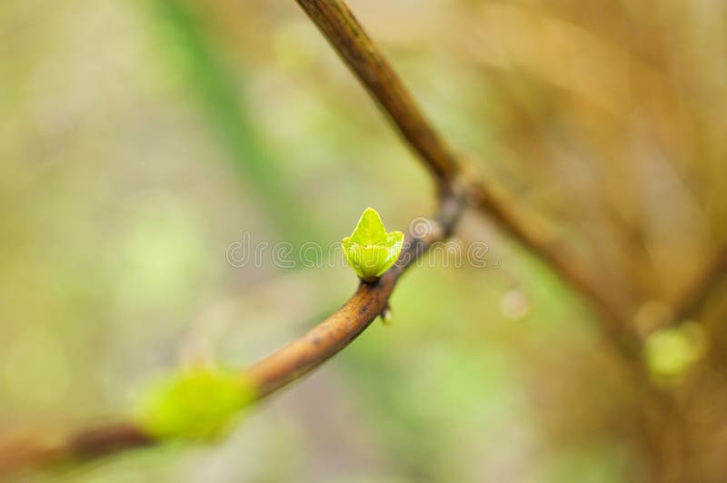 Young Buds on the Bushes during Spring Stock Image - Image of grow ...