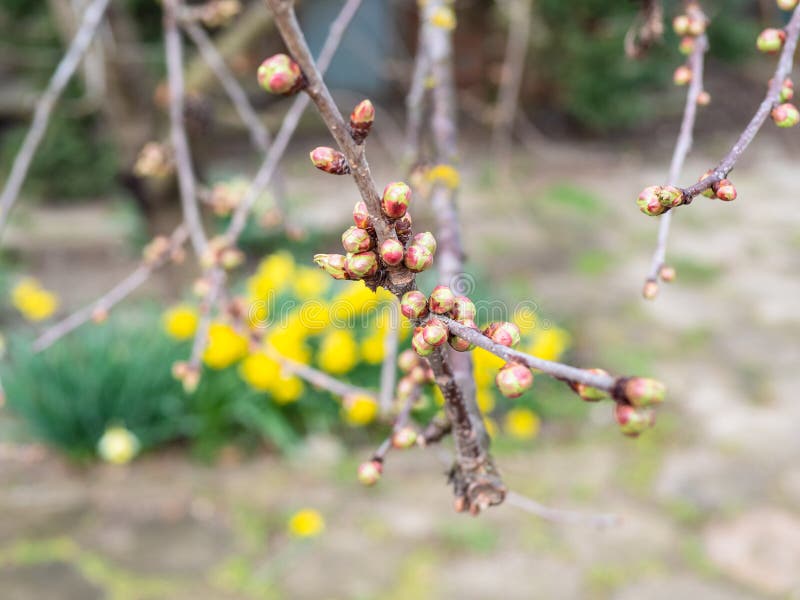 Young Buds on Cherry Tree Close Up in Courtyard Stock Image - Image of ...