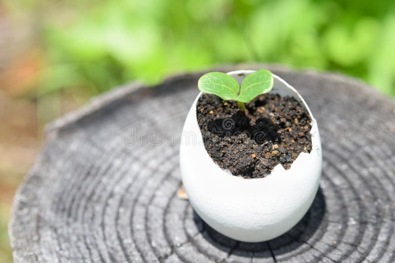 Young Buds Sprouting from the Stem. Stock Image - Image of leave ...