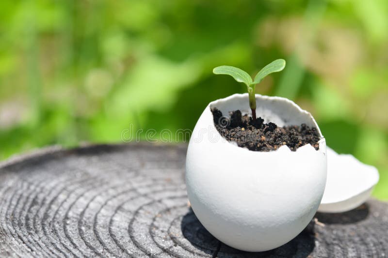 Young Buds Sprouting from the Stem. Stock Image - Image of leave ...