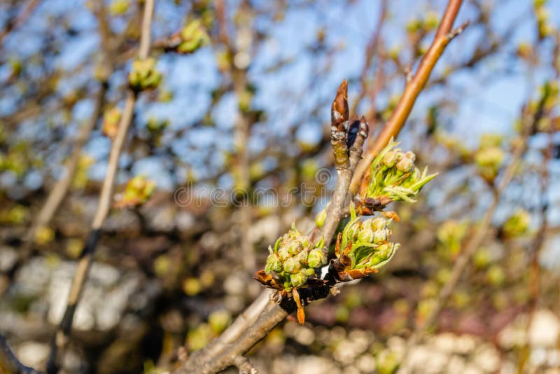 Young buds of a pear tree stock photo. Image of border - 246098924