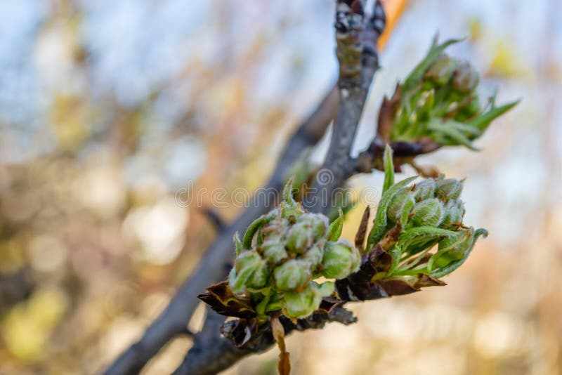 Young buds of a pear tree stock photo. Image of close - 246098936