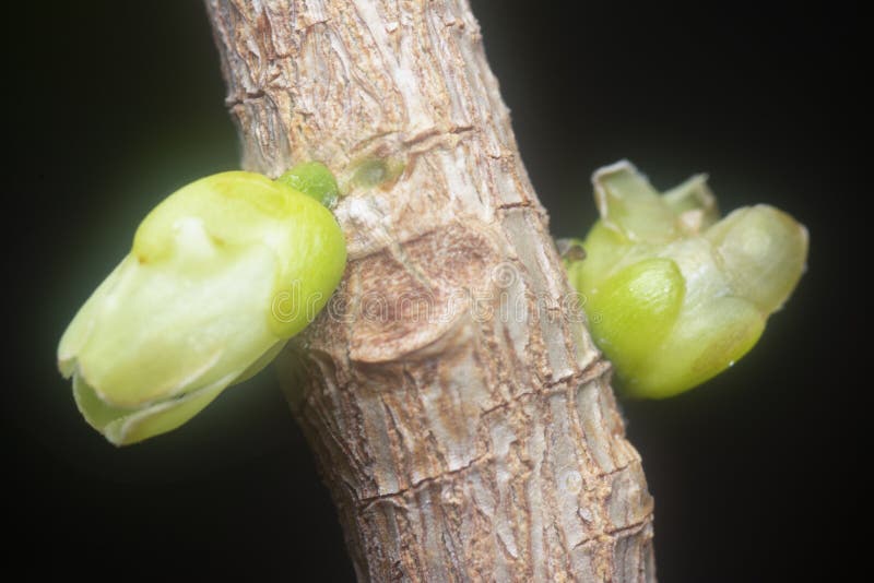 Young Buds Sprouting from the Stem. Stock Photo - Image of meristem ...