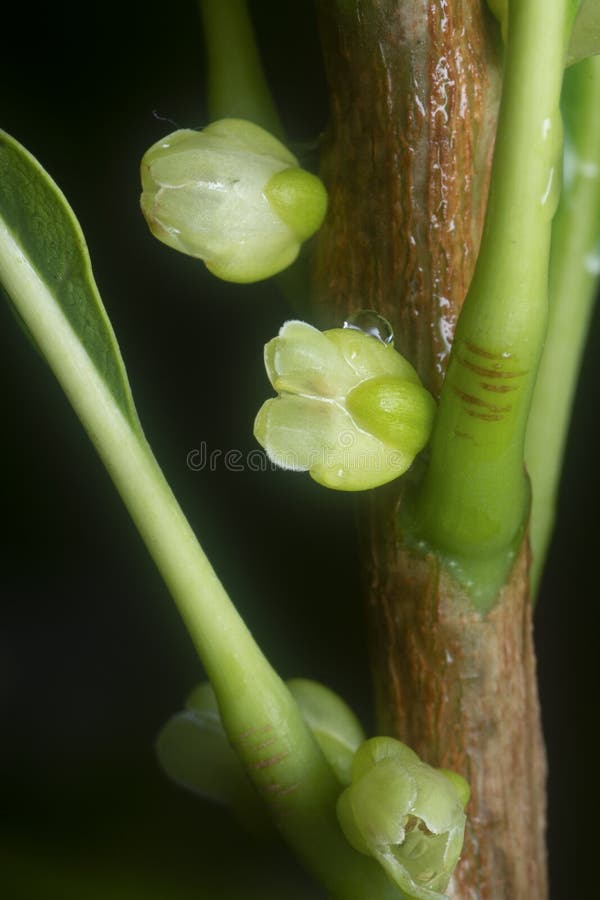 Young Buds Sprouting from the Stem. Stock Photo - Image of budding ...