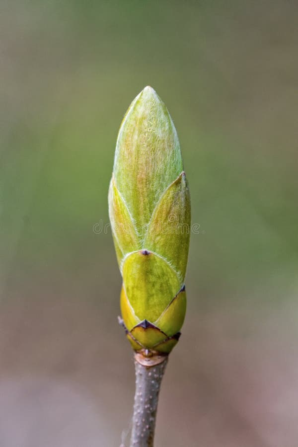 Young Buds Sprouting from the Stem. Stock Image - Image of budding ...