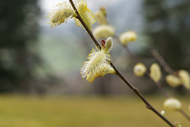 Young Buds of a Willow Tree Closeup in the Park Stock Image - Image of ...
