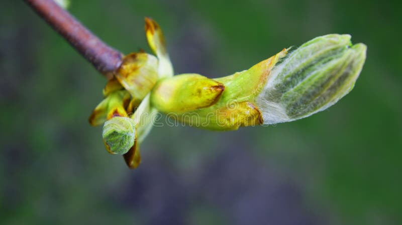 Budwood Stock Photos - Free & Royalty-Free Stock Photos from Dreamstime