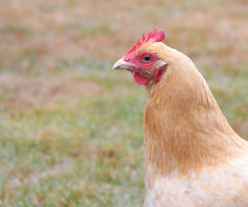 Young Buff Orphington Chicken in the Field Stock Photo - Image of field ...