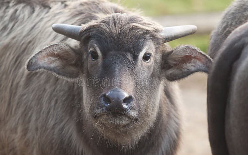 Young Buffalo calf stock image. Image of asia, flora - 78265187