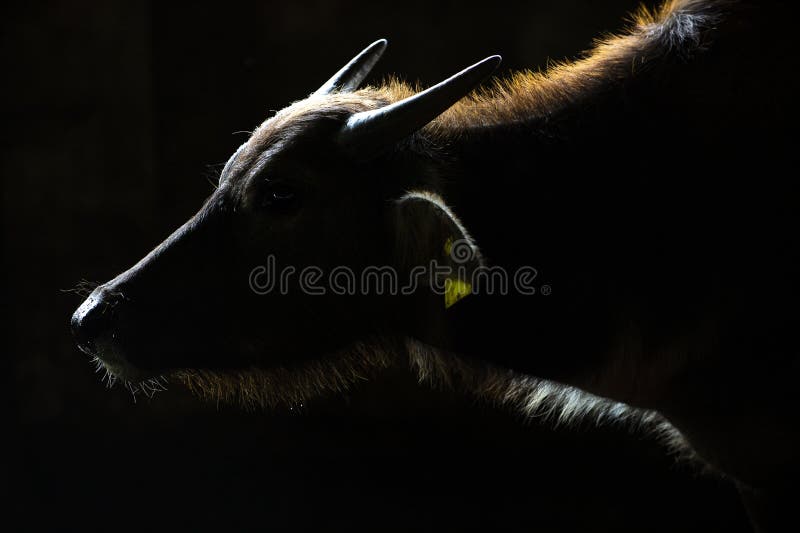 Young Buffalo in the Dark Determined Eyes and Strong Look, Light from ...