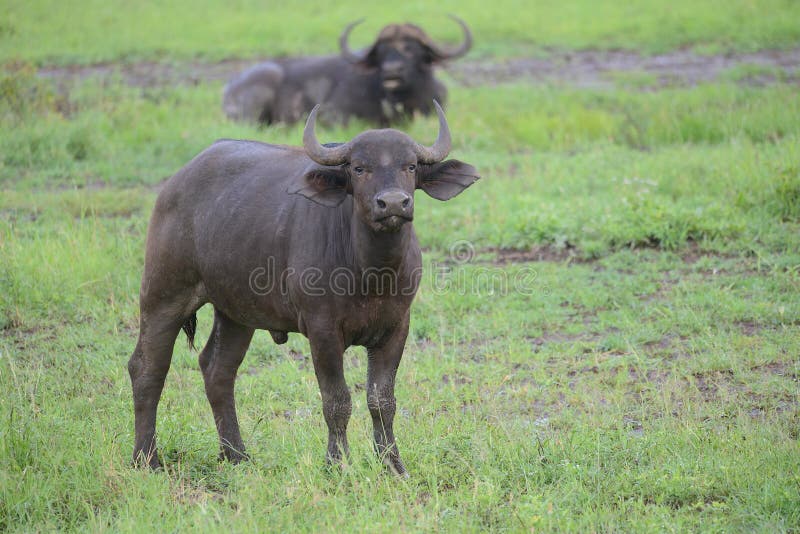 Young Buffalo in Kruger Park Stock Image - Image of young, safari: 50080767