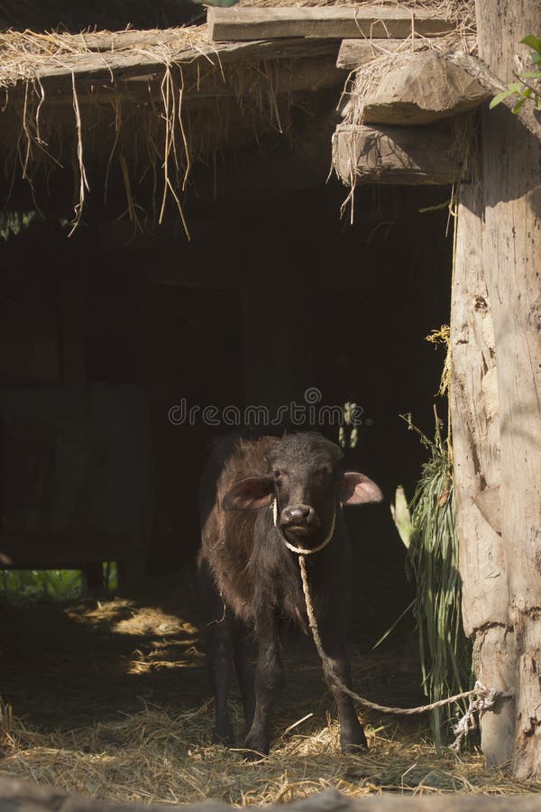 Young Buffalo in Nepali Farm, Bardia, Teraï, Nepal Stock Image - Image ...