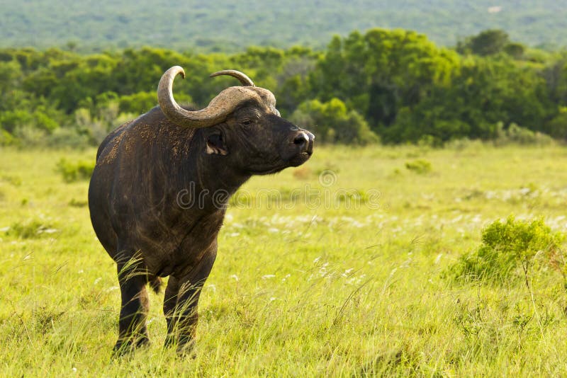 Young Buffalo Smelling the Air Stock Photo - Image of portrait, bull ...