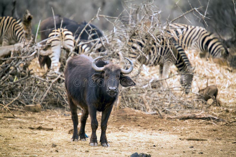 Wild African Buffalo And Zebra. Stock Photo - Image of hostile, curved ...