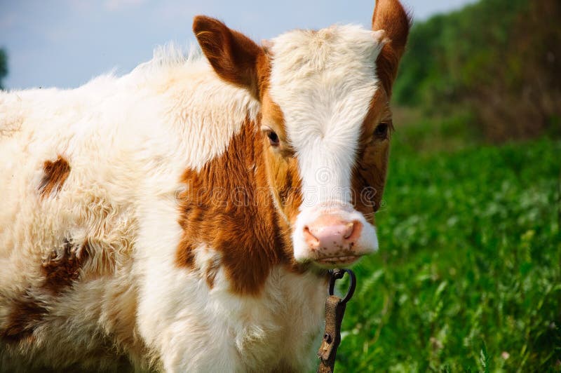 Young bull stock image. Image of view, vibrant, green - 12499967