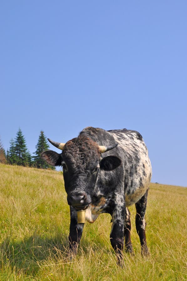 Young bull. stock photo. Image of pasture, young, summer - 15635362