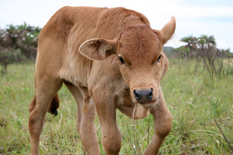 Young bull stock photo. Image of palm, bull, pasture, green - 2089068