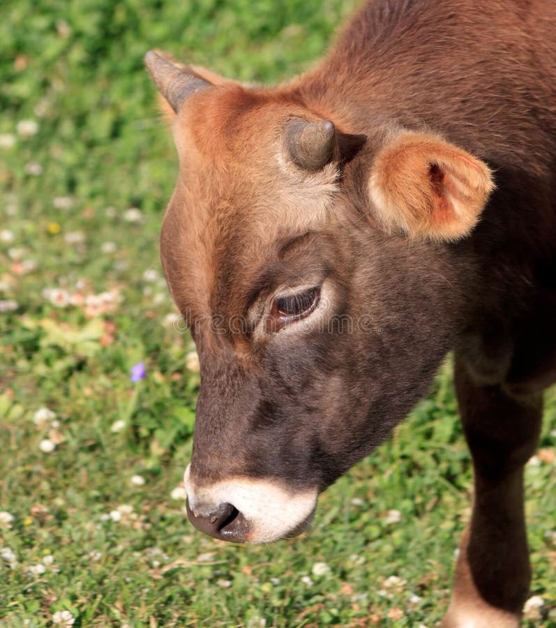 A young bull stock image. Image of green, close, food - 25877297