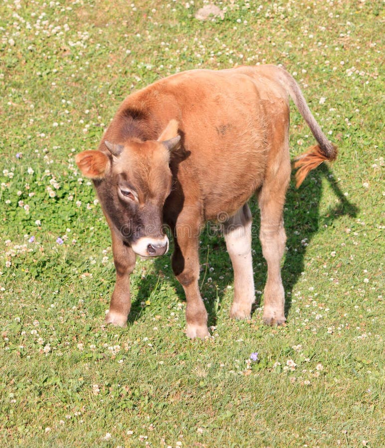 A young bull stock photo. Image of brown, pasture, grass - 25877300