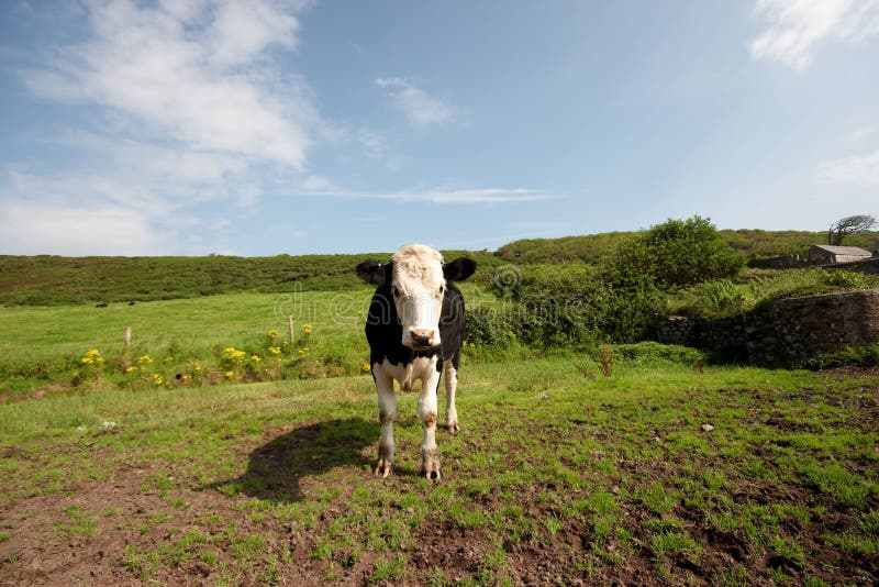 A young bull stock image. Image of farm, young, outdoors - 27151623