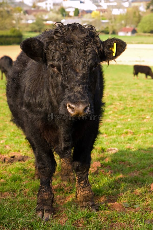 Young Bull stock image. Image of landscape, cute, grassland - 9644349