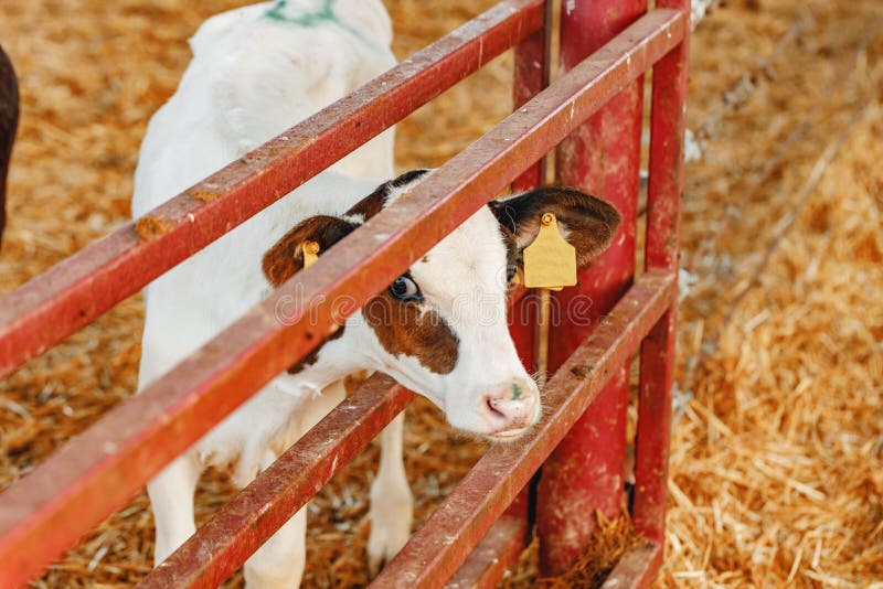 A calf in the stall stock image. Image of corral, brown - 37217623