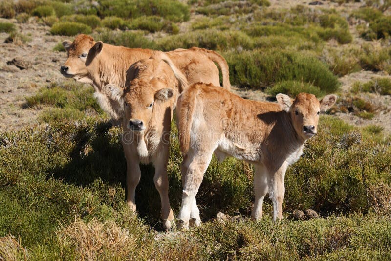 Young bull calves in field stock image. Image of domesticated - 58234199
