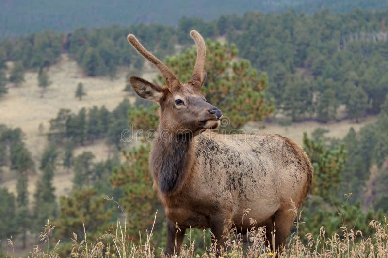 Spike elk stock photo. Image of life, park, bull, rocky - 6569554