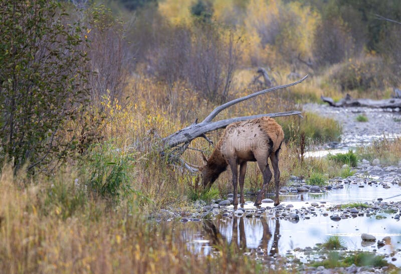 Young Bull Elk Drinking in Fall in Wyoming Stock Image - Image of deer ...