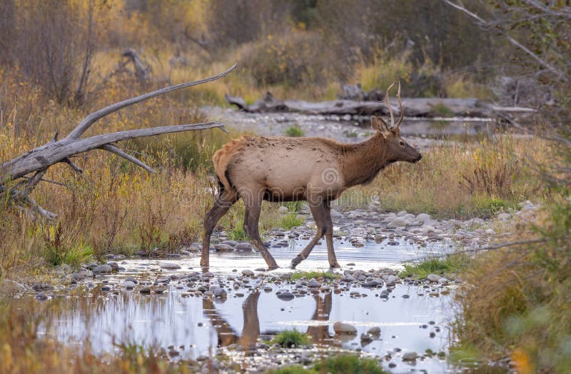 Young Bull Elk in Fall in Wyoming Stock Photo - Image of national, park ...
