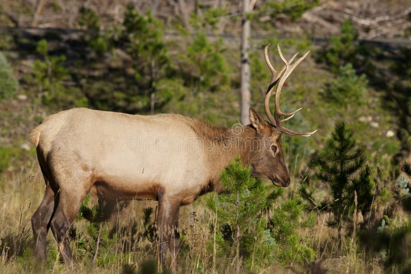 Young Bull Elk stock photo. Image of deer, mammal, antlers - 34429388