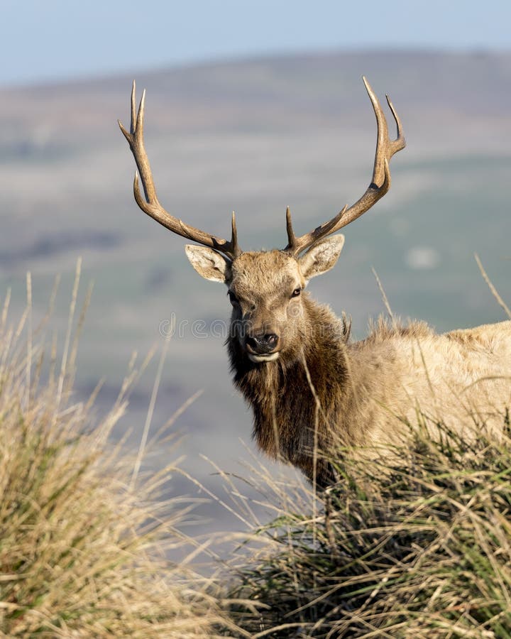 1,389 Bull Elk Head Photos - Free & Royalty-Free Stock Photos from ...