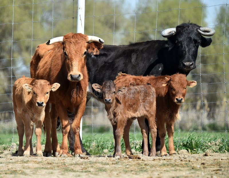 A Young Bull on the Spanish Cattle Farm Stock Photo - Image of farm ...