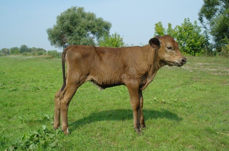 Young bull . stock photo. Image of healthy, holstein - 36358774