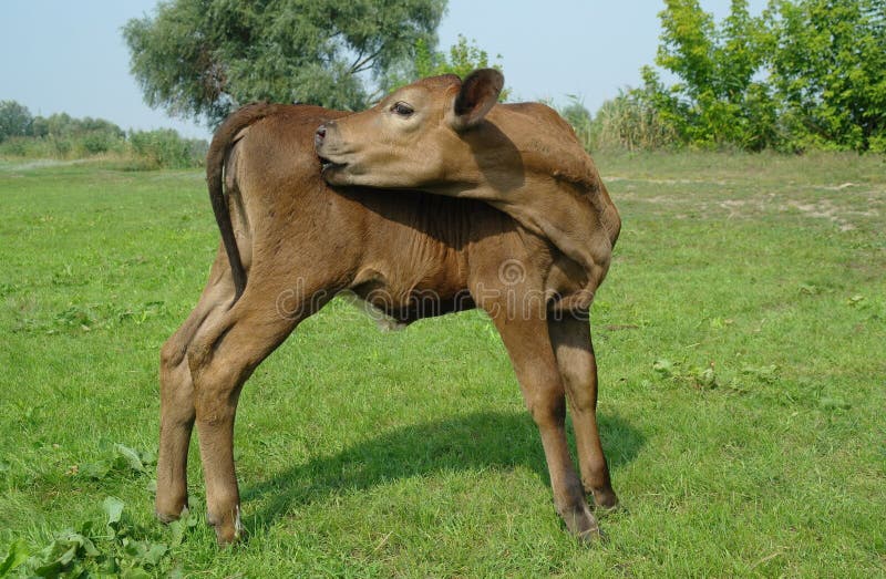Young bull . stock image. Image of alone, bovine, food - 36358787