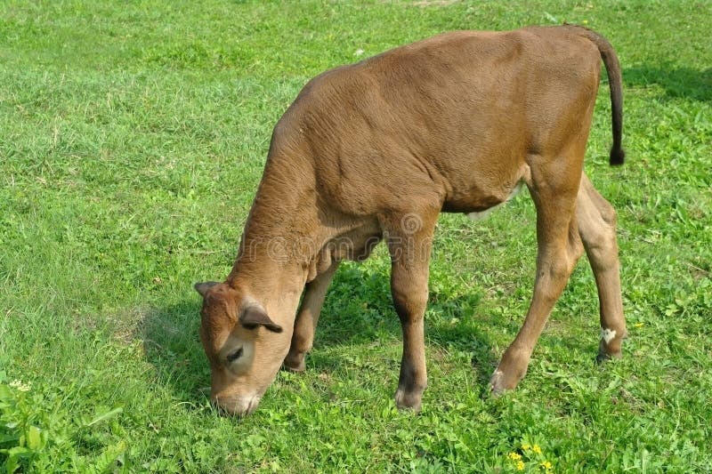 Young bull . stock image. Image of graze, animal, bovine - 36358793