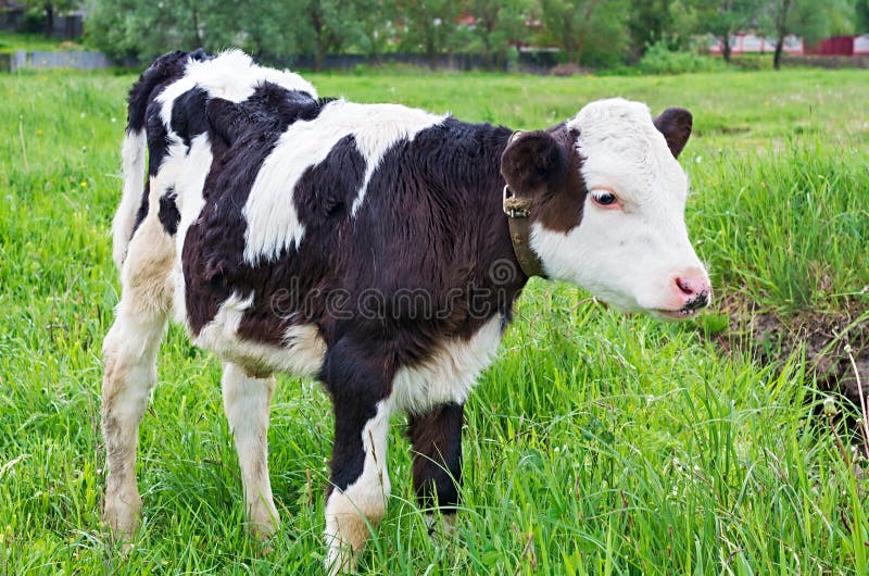 Friendly bull stock photo. Image of country, farming, nature - 7815176