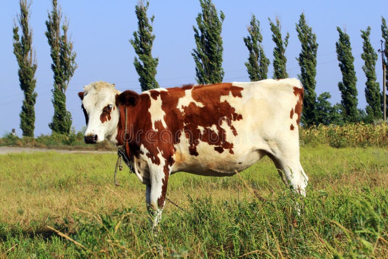 Irish bull stock photo. Image of country, meadow, countryside - 14900586