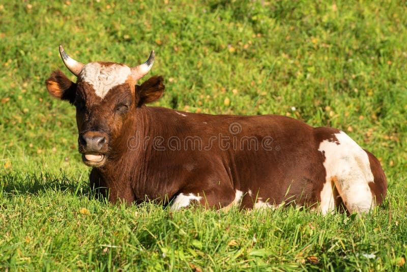 The Young Bull Lies on a Grass Stock Image - Image of young, bull: 81492161