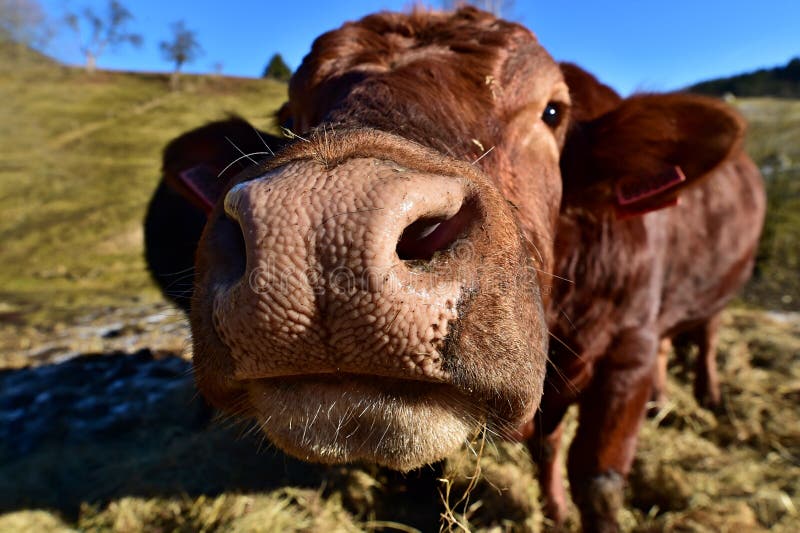 A Bull Looking Directly At The Camera Stock Photo - Image of ...