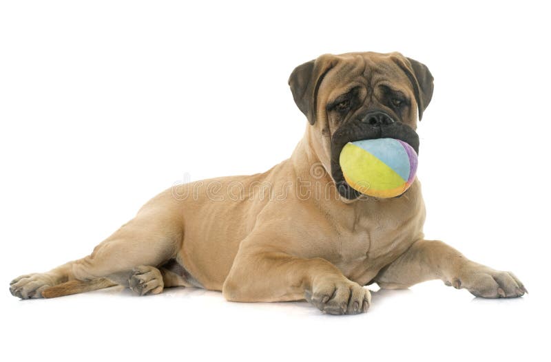 Bull Mastiff Dog. stock image. Image of natural, doggy - 285949