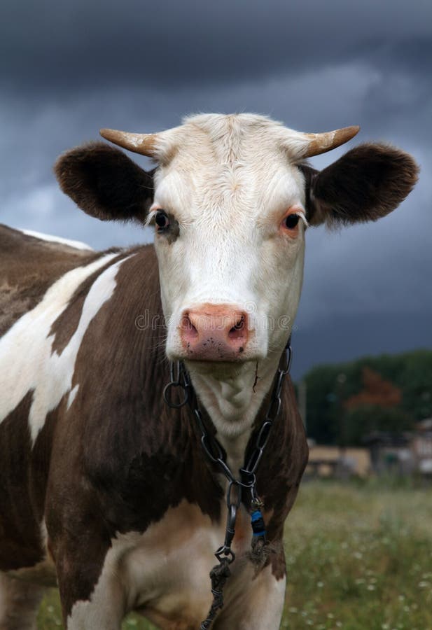 Young bull in a meadow stock image. Image of farming - 35200423